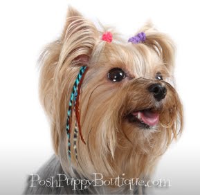 doggieforbloggie: Feathers Extensions Add A Feminine Touch for your ...