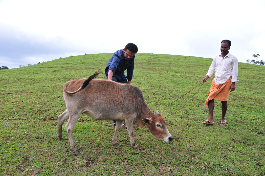 milkmaid: Dream of Vechoor Cow!
