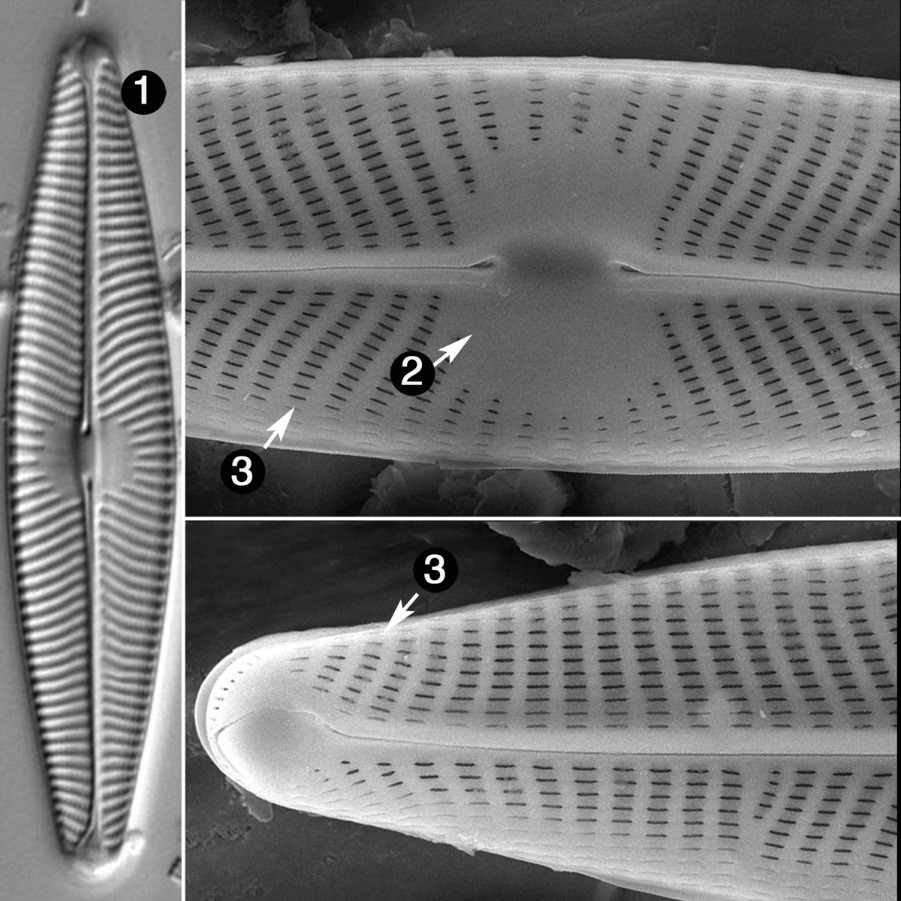 Diatom of the Month – May 2017: Navicula lanceolata