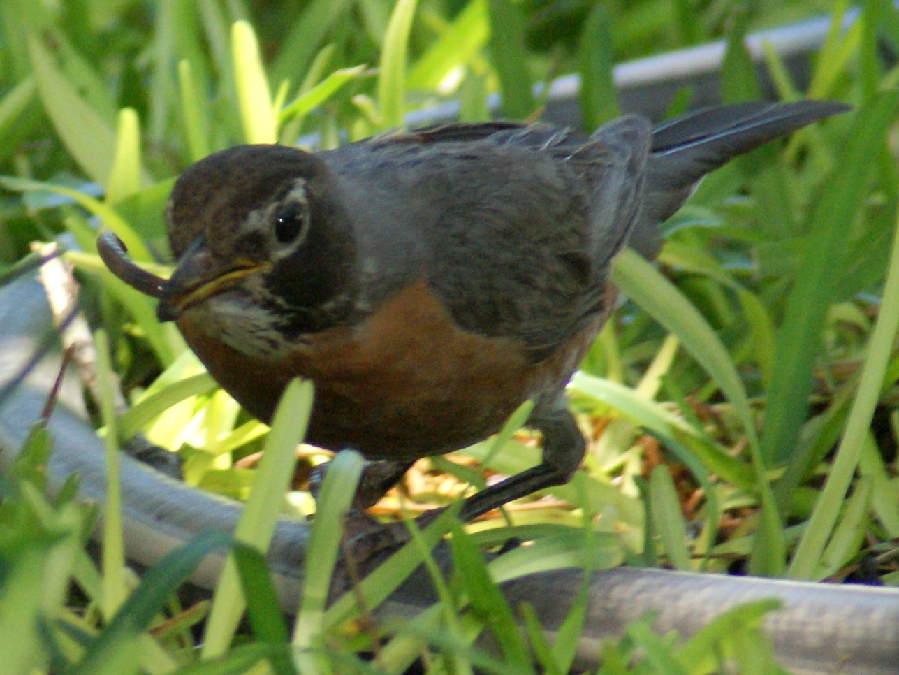 SE Texas Birding & Wildlife Watching: Robins