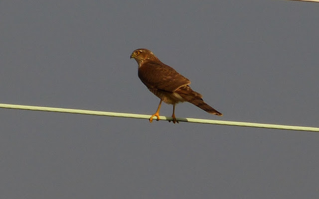 A Kilchoan Diary: Achosnich Sparrowhawk