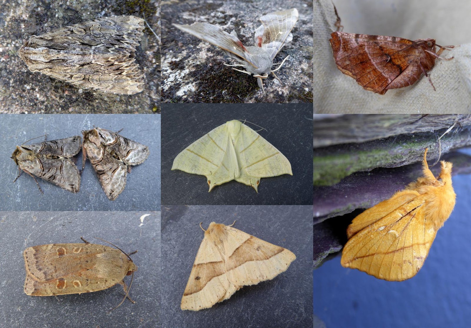 Julia Garner : Summer moths in North Cumbria