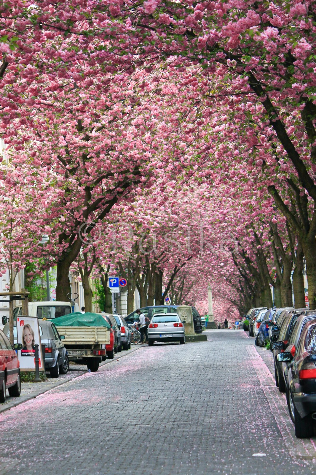 ~ Rustka ~: Places to enjoy beautiful cherry blossoms,sakura in Germany
