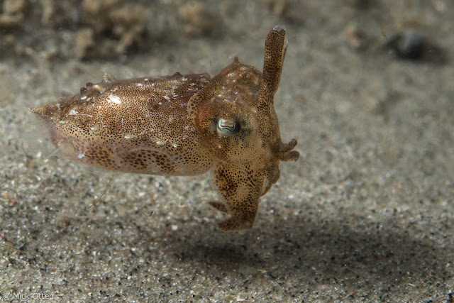 Mick's marine biology: Common cuttlefish: chameleon of the sea