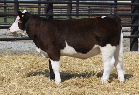 Lautner Farms: Keller Club Calves - Bodacious Heifer - Sells Sept 9