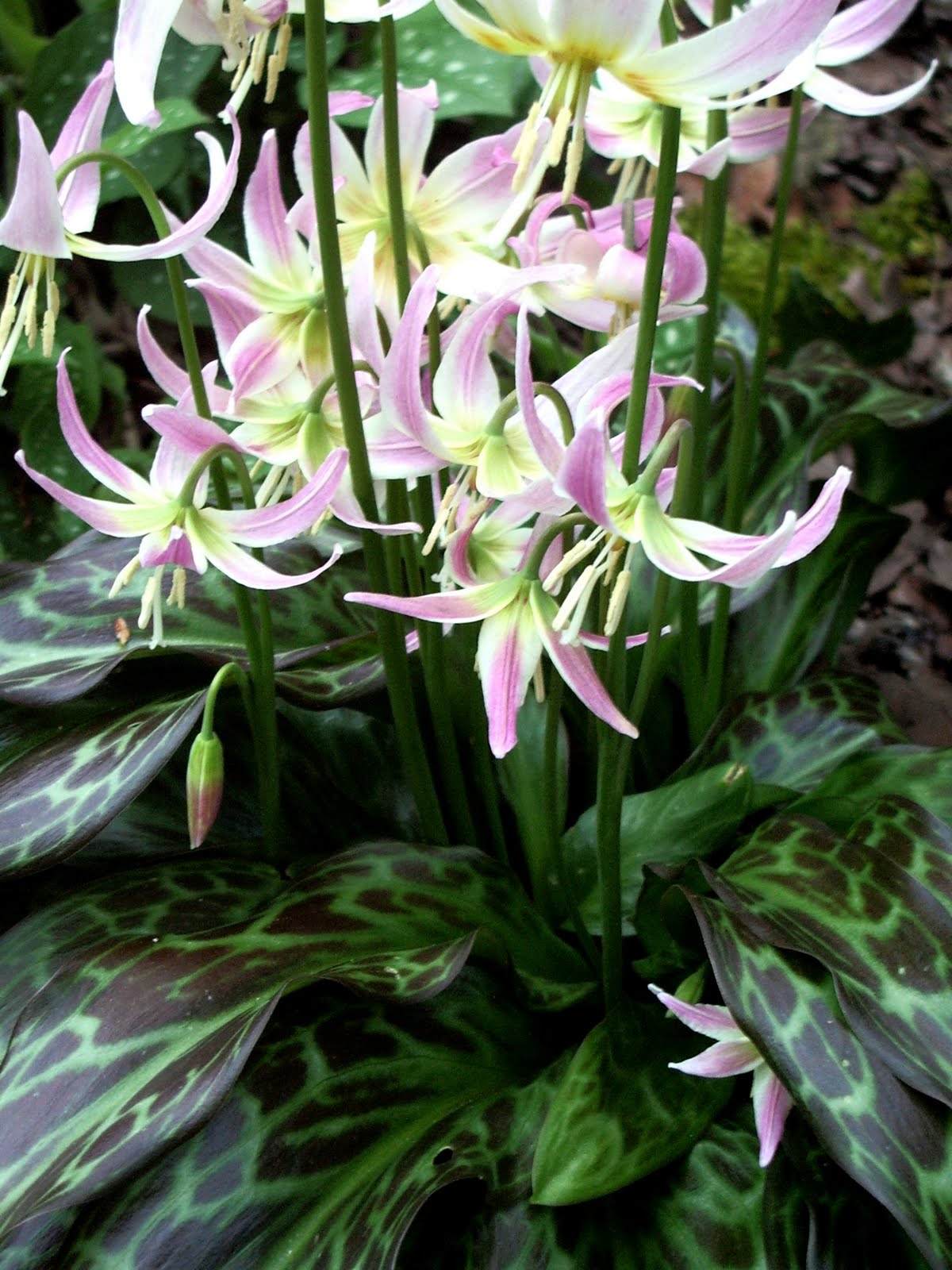 the Nature of Portland: Spring Blooms at Crystal Springs