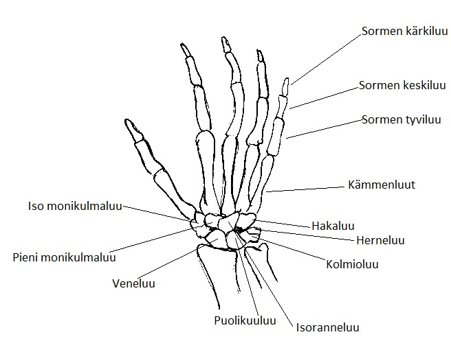 Saran opiskelu: Käsien hoito