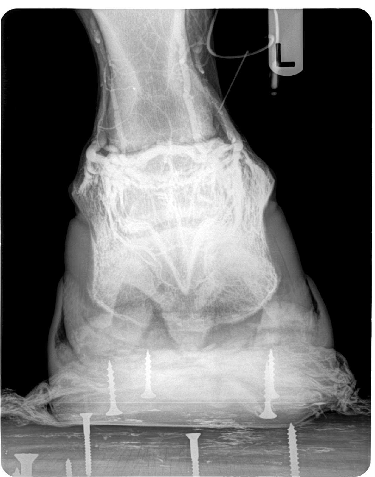 Innovative Equine Podiatry: Acute laminitis case study