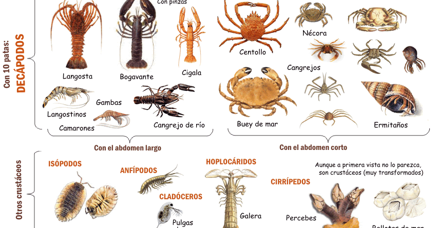 CRUSTACEOS | SAN SEBASTIAN