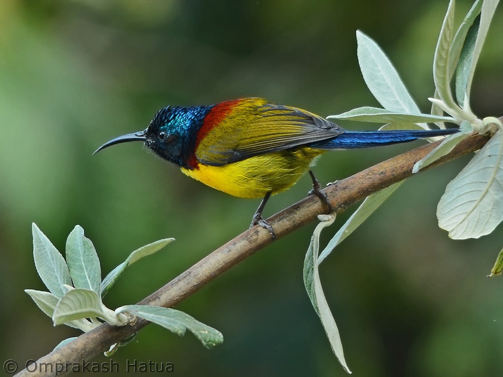 Indian Birds Photography: [BirdPhotoIndia] Green-tailed Sunbird