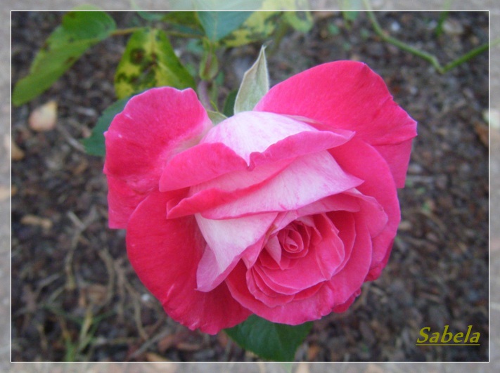 Un rincón para el atardecer: Importantísimo...