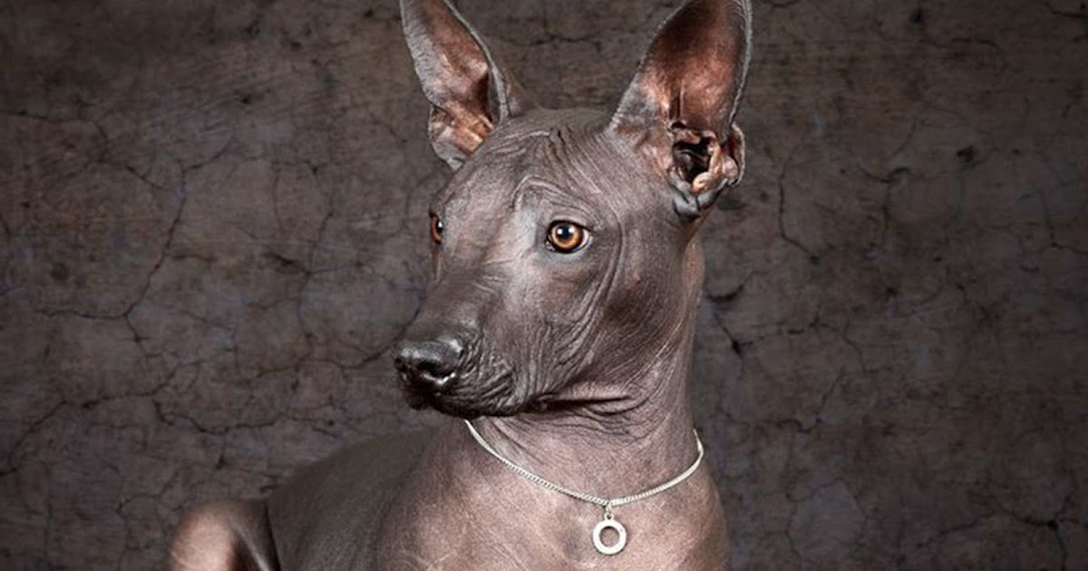 Mexicanos por el mundo.: XOLOITZCUINTLE EL PERRO MEXICANO MÍSTICO QUE ...