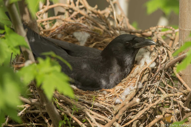 Union Bay Watch : Baby Crows