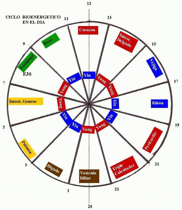 El Reloj Biologico - Centro Fénix México