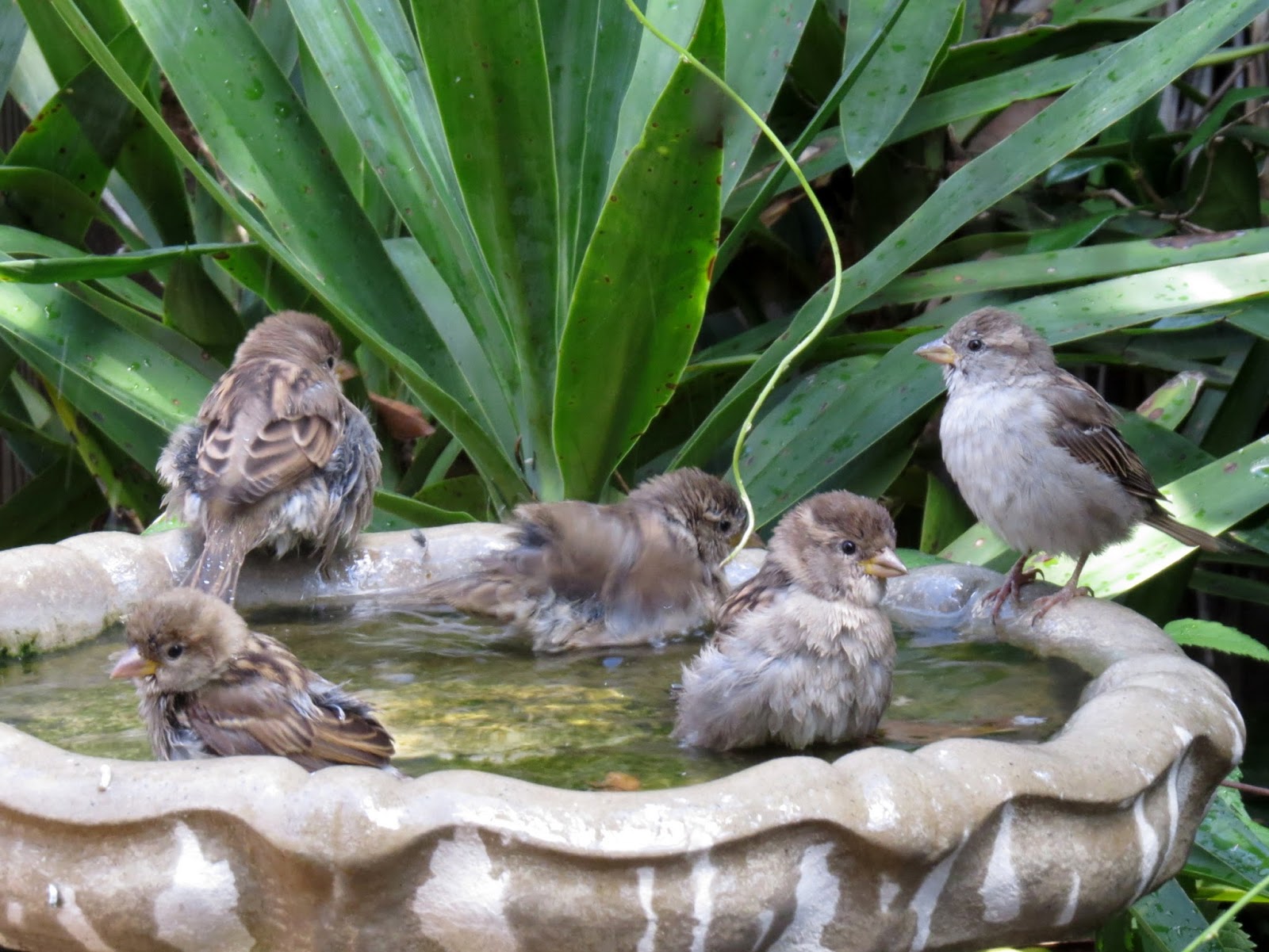 One Blue Bird- A Fable about a Sparrow and a Parakeet – Bible.org Blogs