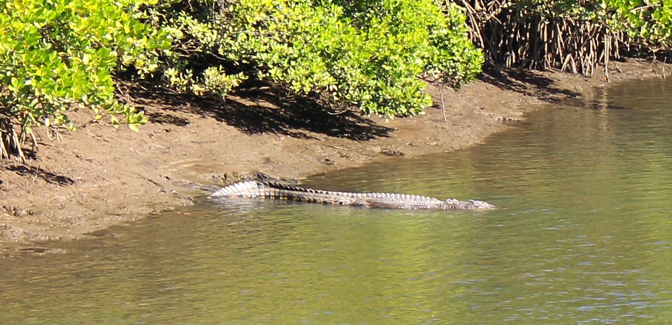 ANNETTE IN OZ: Julatten in Far North Queensland, Australia-long post ...