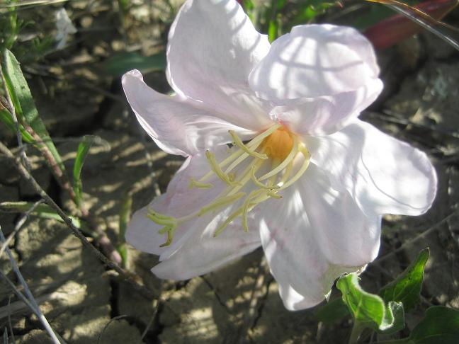 Gumbo Lily: Gumbo Lilies on the prairie...