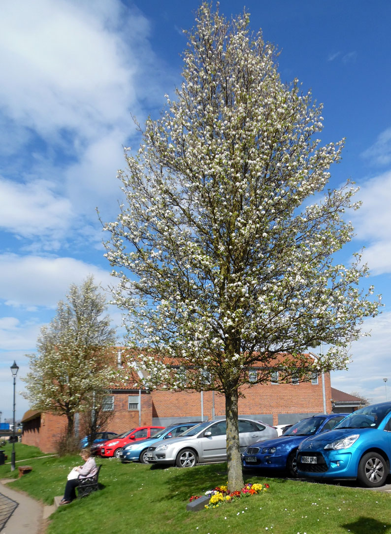 Nigel Fisher's Brigg Blog: BRIGG WILL REMEMBER PRINCESS DIANA