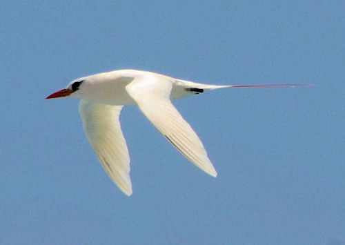 The Wayward Hawaiian: Hawaiian Seabirds