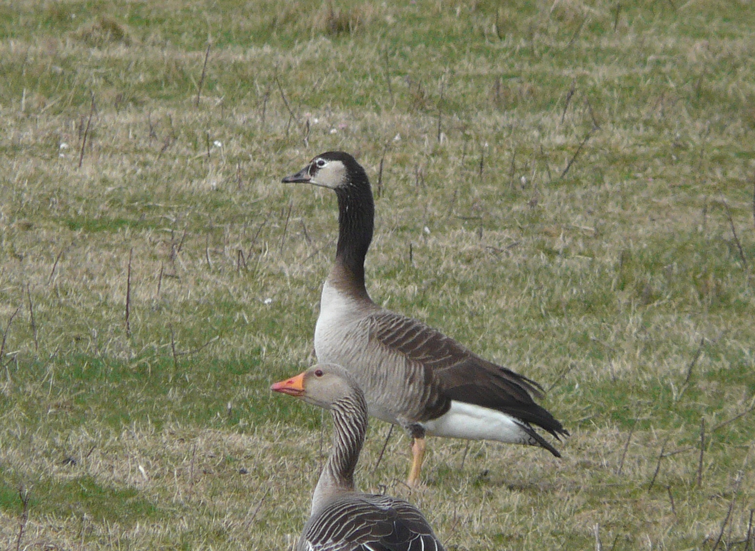 30th-31st July | Bird Lover