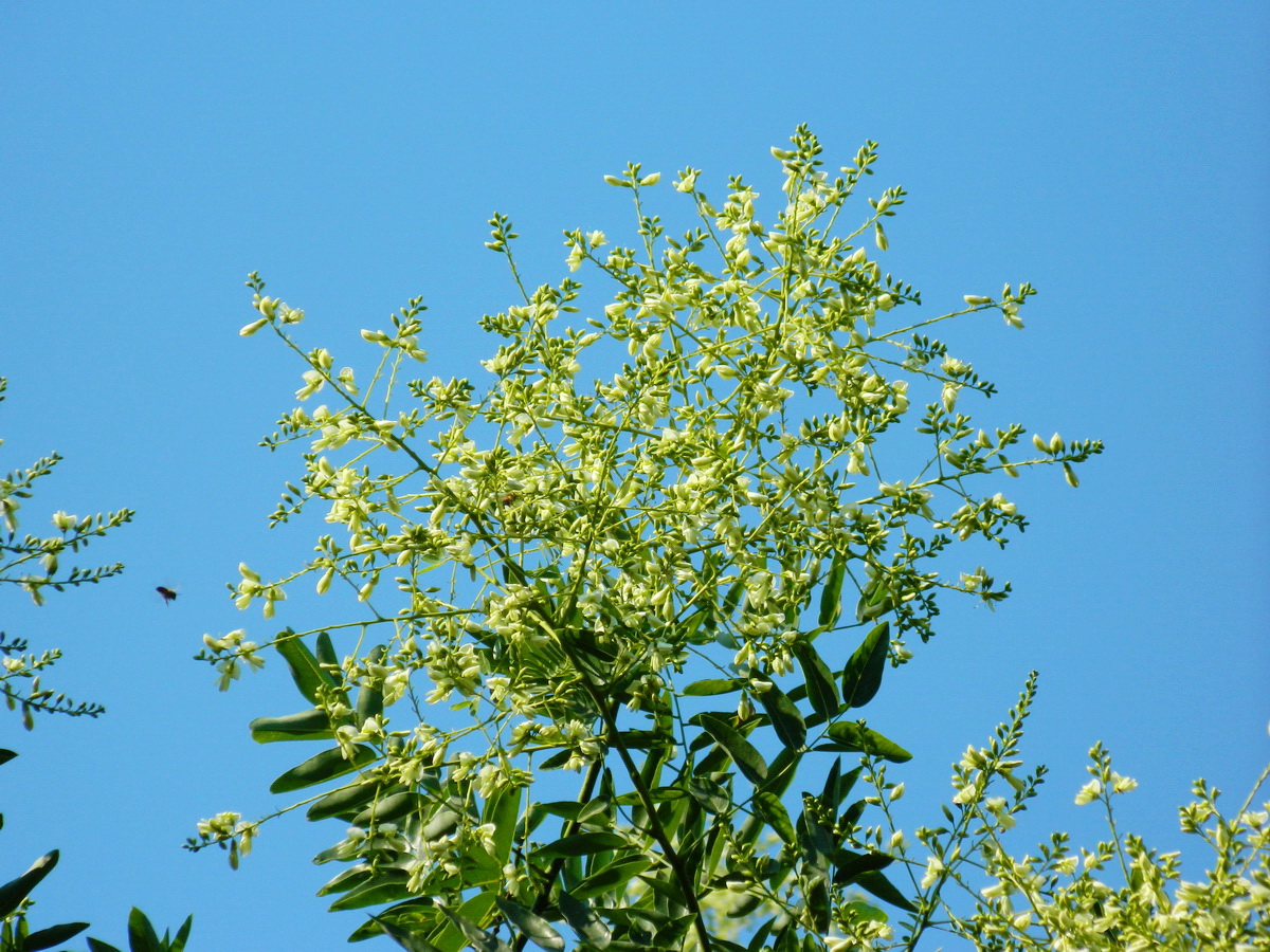 LA MULTI ANI, ROMANIA!: Pom inflorit in luna iulie