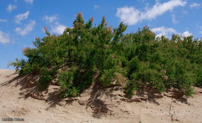 Flora Bonaerense: Tamarisco (Tamarix gallica)