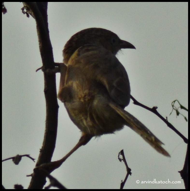 Common Babbler Pictures and Detail (Turdoides caudata)