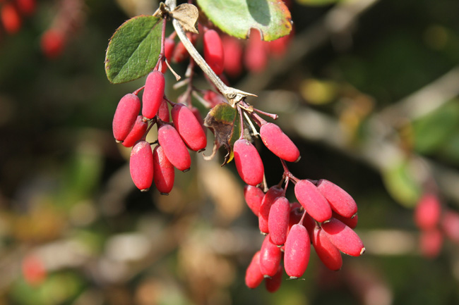 Vu par MamLéa: Fruits sauvages rouges
