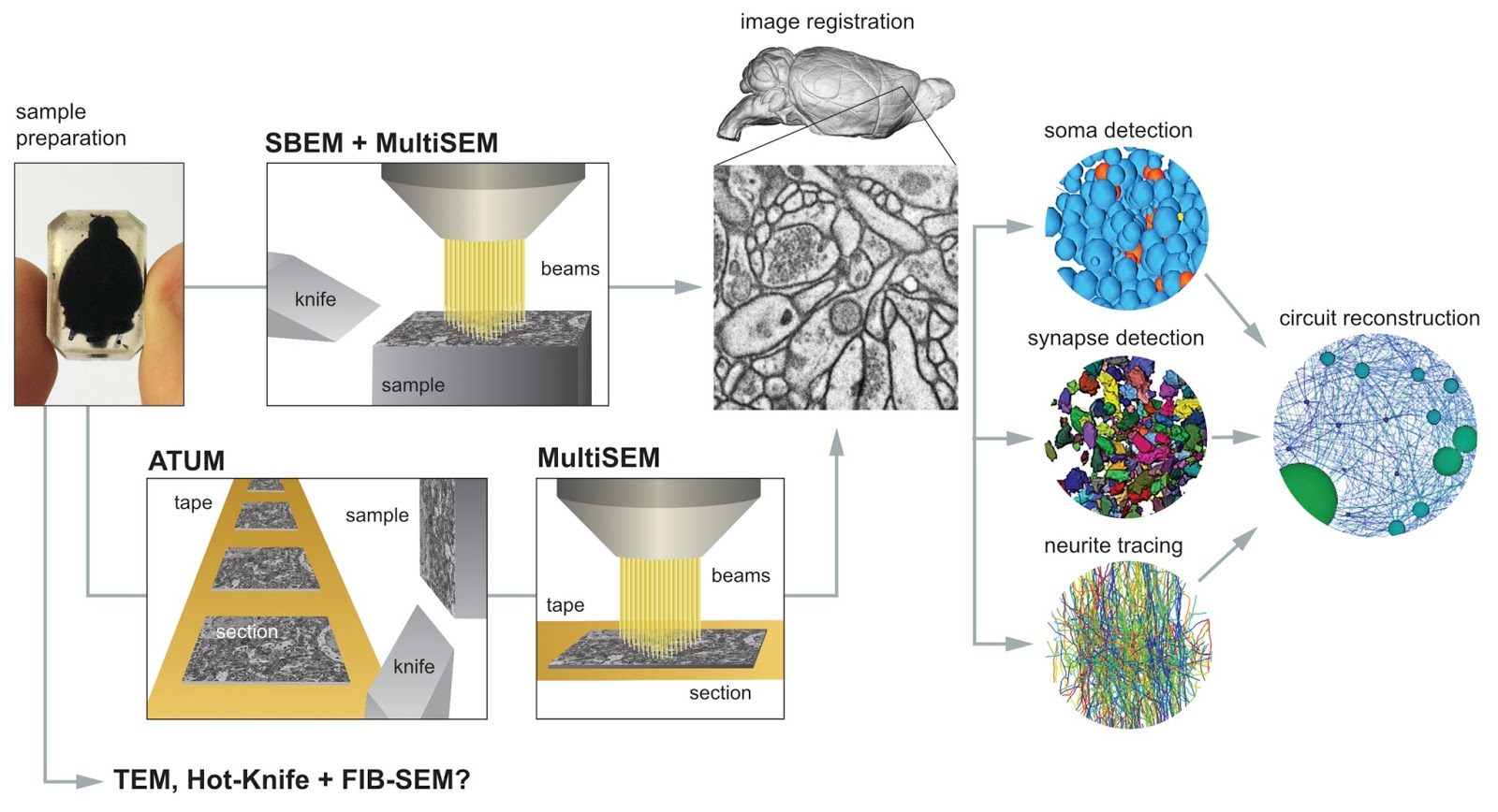 BRAIN TECHNOLOGY AND SCIENCE NEWS, BrainTechSci
