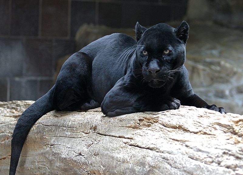 15 Fascinating melanistic animals (15 pics) | Amazing Creatures