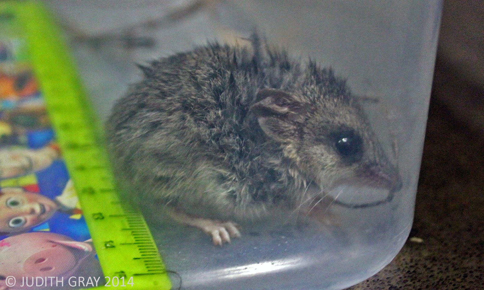 Common Dunnart at Jarowair