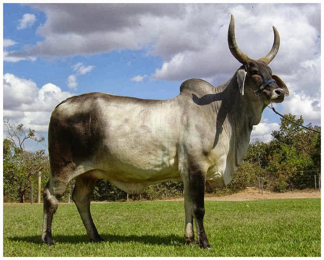 Generalidades de la Ganadería Bovina.: Guzerat