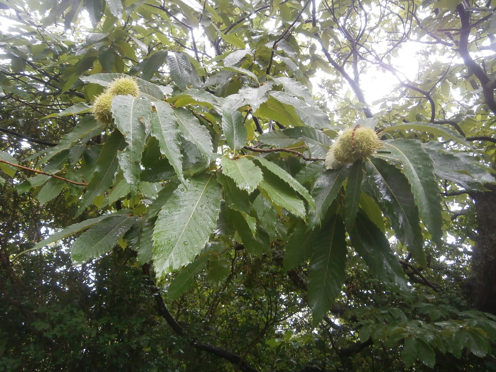 Centro de Estudios Borjanos: Castaños en Aragón