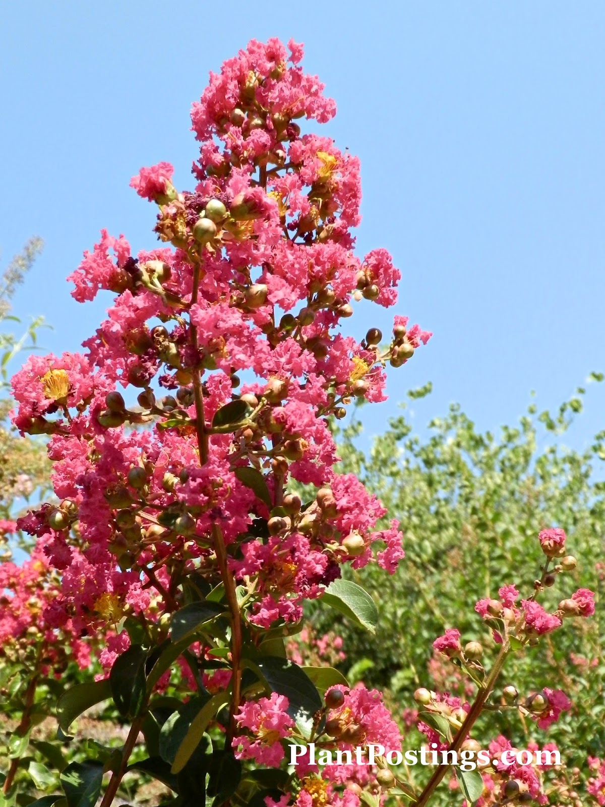 PlantPostings: Plant of the Month: Crape Myrtle