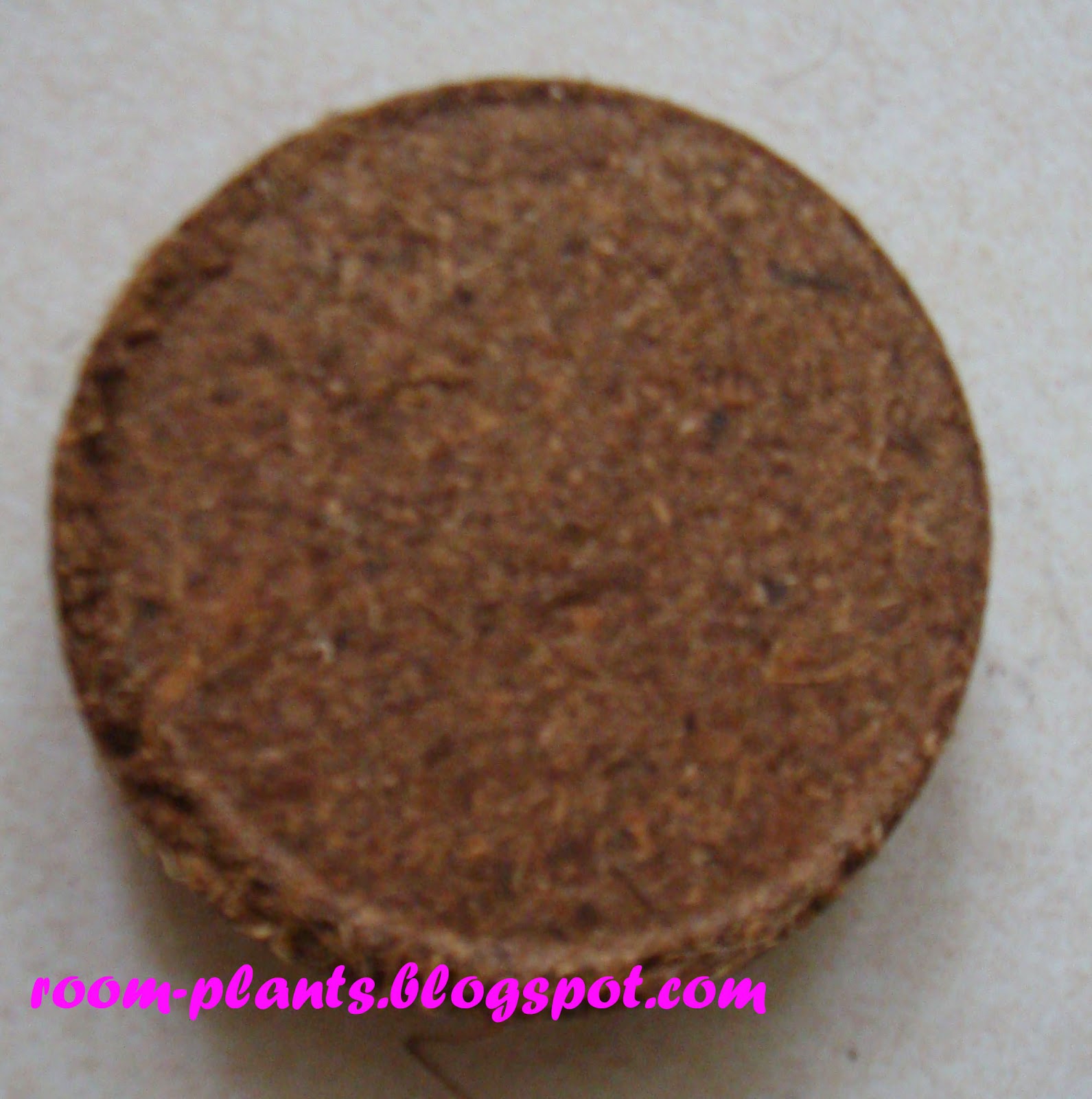 Plant's the soul of your flat: How to use a coco coir