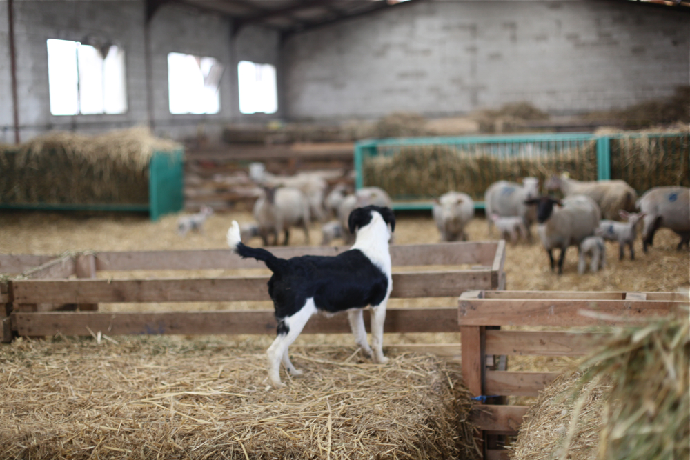 The Trail of Crumbs • A Gastro Travelogue: A Lamb Farm in Burgundy