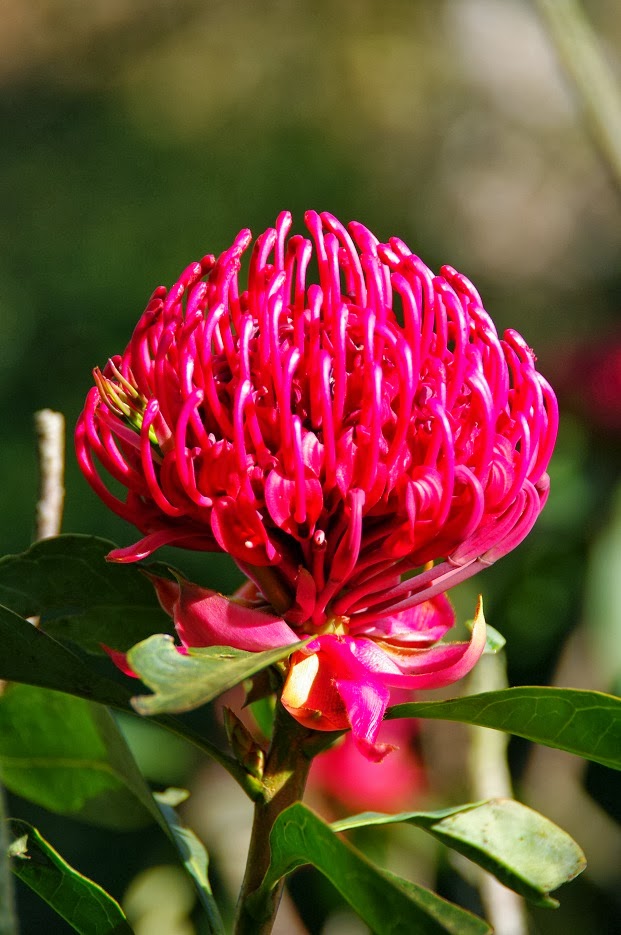 Homespun bliss: Stages of a waratah coming to bloom