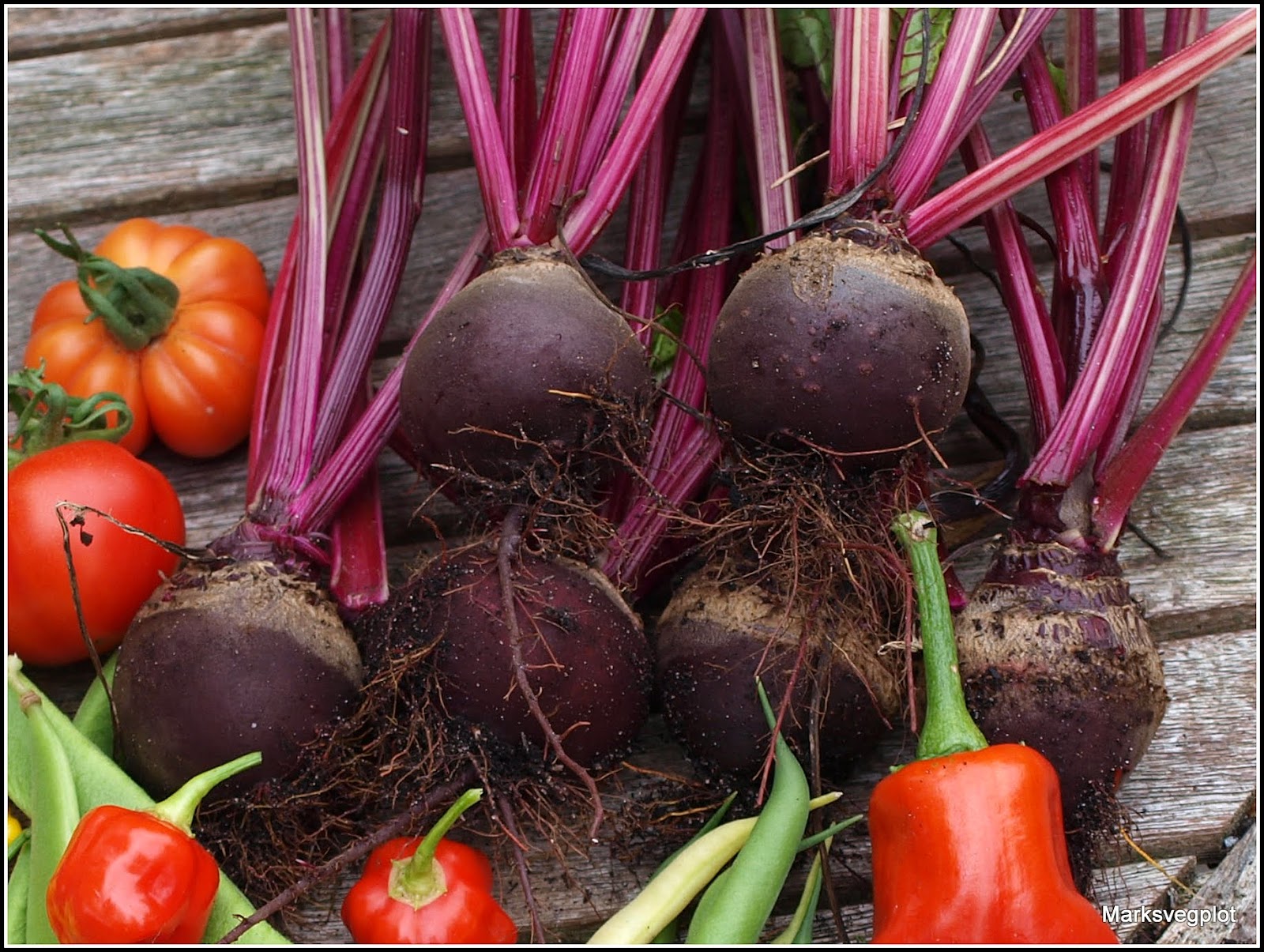 Mark's Veg Plot: Harvest Monday - 3rd October 2016