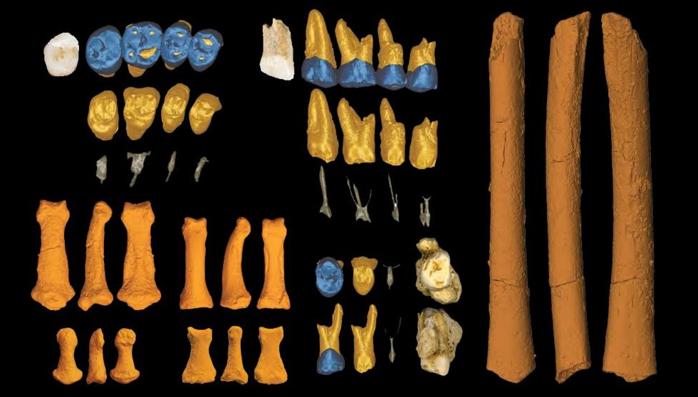 Species New to Science: [PaleoAnthropology • 2019] Homo luzonensis • A ...