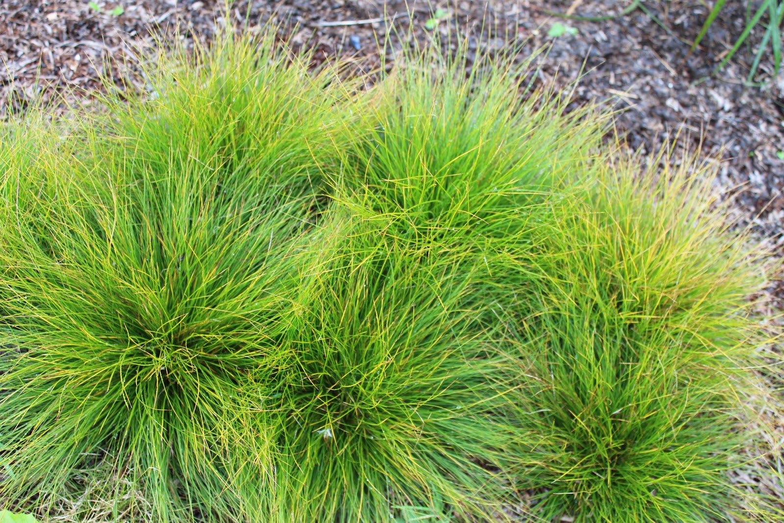 Lovegrass Farm: Carex eburnea (Ivory sedge)