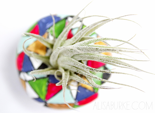 alisaburke: air plant pots