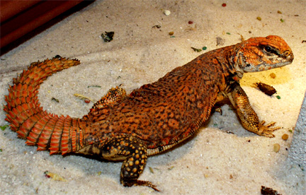 The Uromastyx