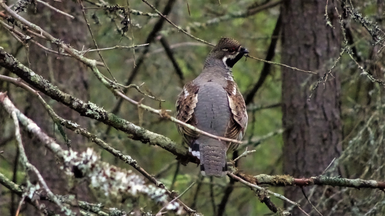 Juhani Vallin reviiri: Pyyn ja pähkinähakin ilapäivä