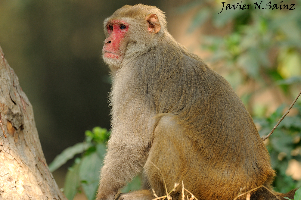 Fauna y fotografía: PRIMATES EN INDIA