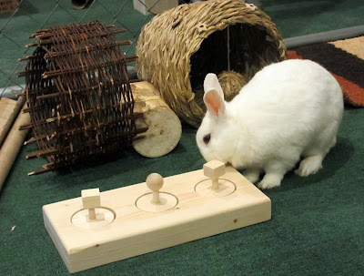 Rabbit Ramblings: Bunny IQ test