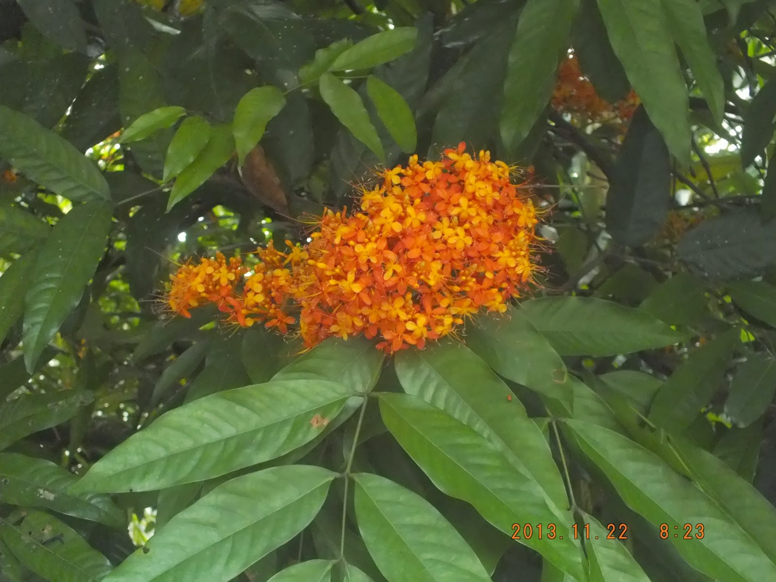 Photography with Dr. Ernie.: Saraca , Saraca asoca, Saraca indica