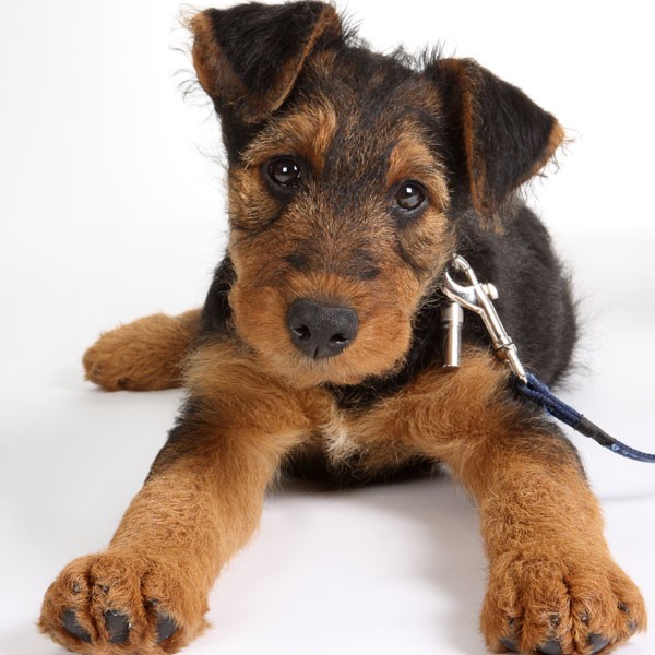 Area of Cute Puppy Pictures