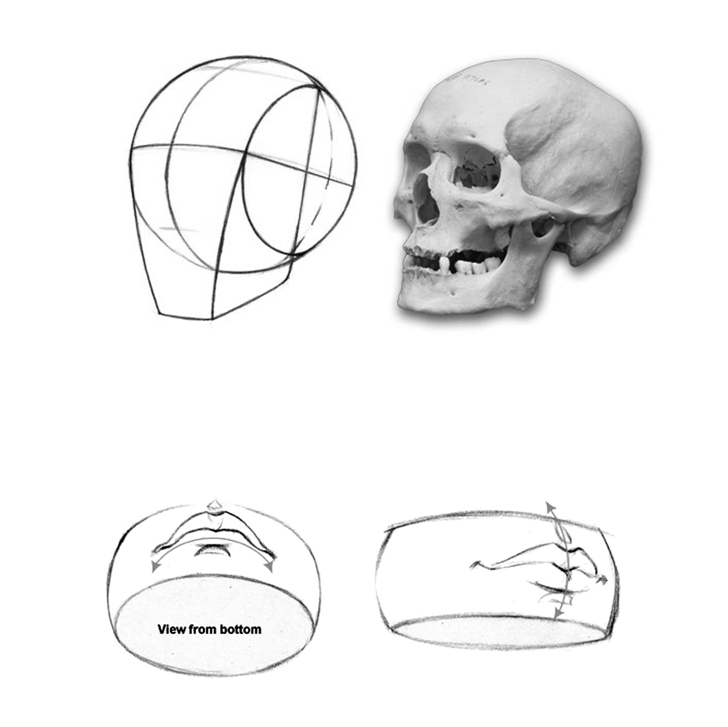 Winter 2018 Étude de la forme humaine A) // Drawing the Human form A ...