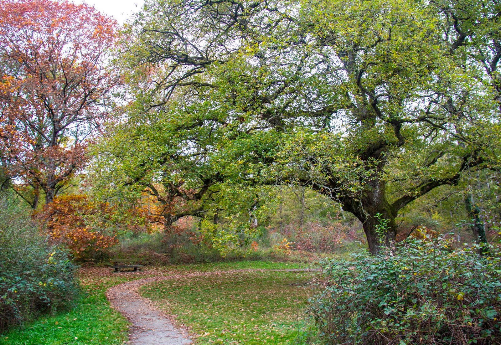 EL BOSQUE DE ORGI, NAVARRA