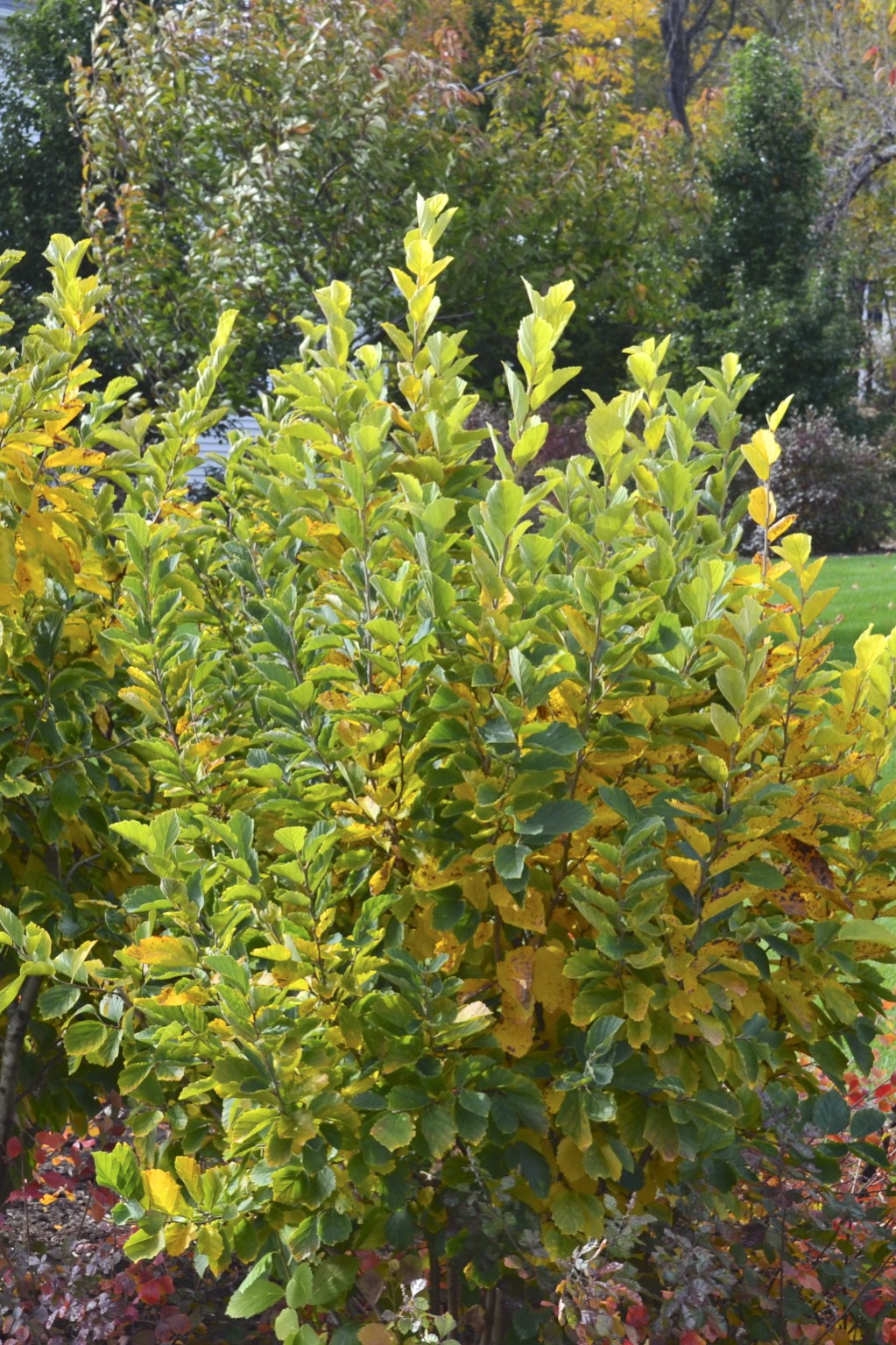 Plant Inventory at 20 Timothy : Hamamelis vernalis / Spring Witch Hazel